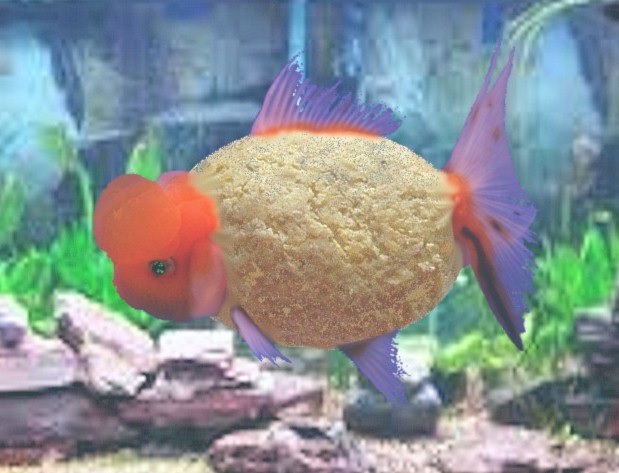 Mystery of the Gefilte Fish | Author Raven West